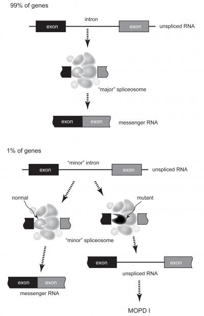 'Minor' Introns Essential for Human Developme | EurekAlert!