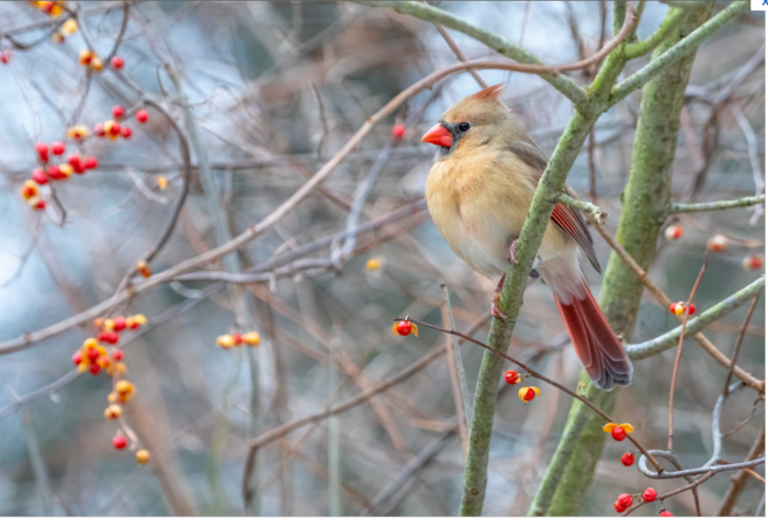 Northern Cardinal [IMAGE] | EurekAlert! Science News Releases