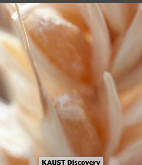 Uncovering new mechanisms for wheat rust resi | EurekAlert!