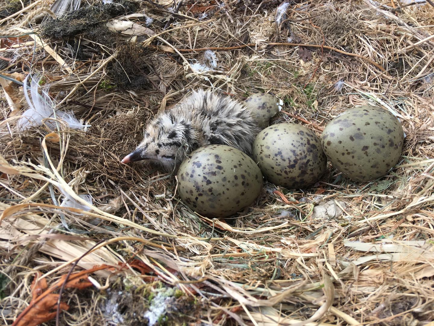 A herring gull chick and eggs [IMAGE] | EurekAlert! Science News Releases