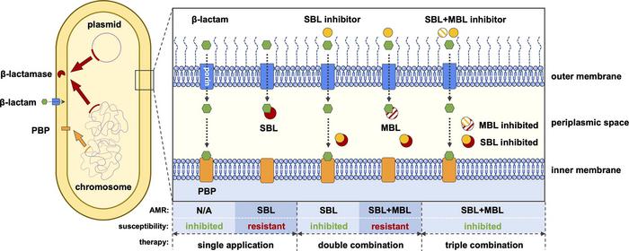 Graphical abstract [IMAGE] | EurekAlert! Science News Releases