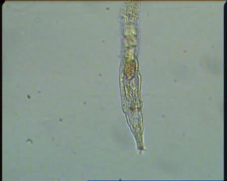 Rotifer Under A Microscope