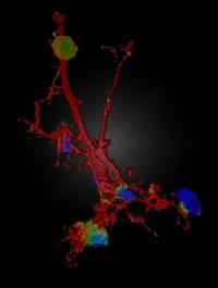 How Baby Neurons Leave the Nest (2 of 2) | EurekAlert!