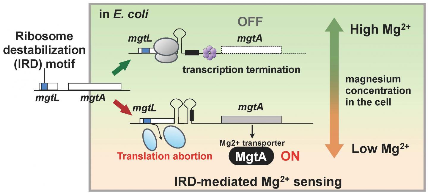 Mechanism for Sensing Magnesiu [IMAGE] | EurekAlert! Science News Releases