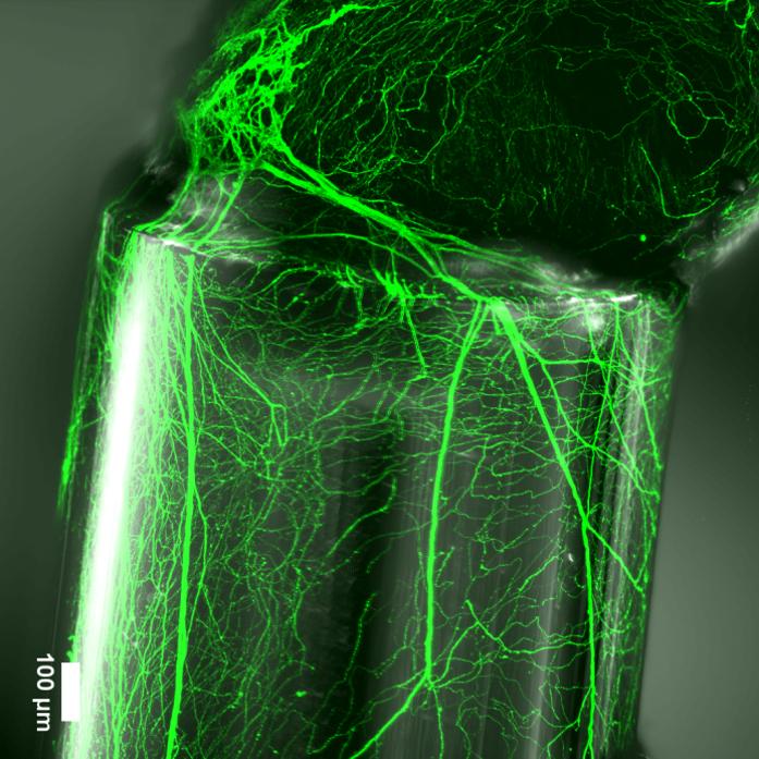 Neurite in a Fiber [IMAGE] | EurekAlert! Science News Releases