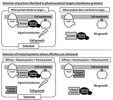 The Protein Selection Process [IMAGE] | EurekAlert! Science News Releases