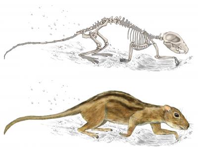 New study finds earliest evidence for mammal | EurekAlert!
