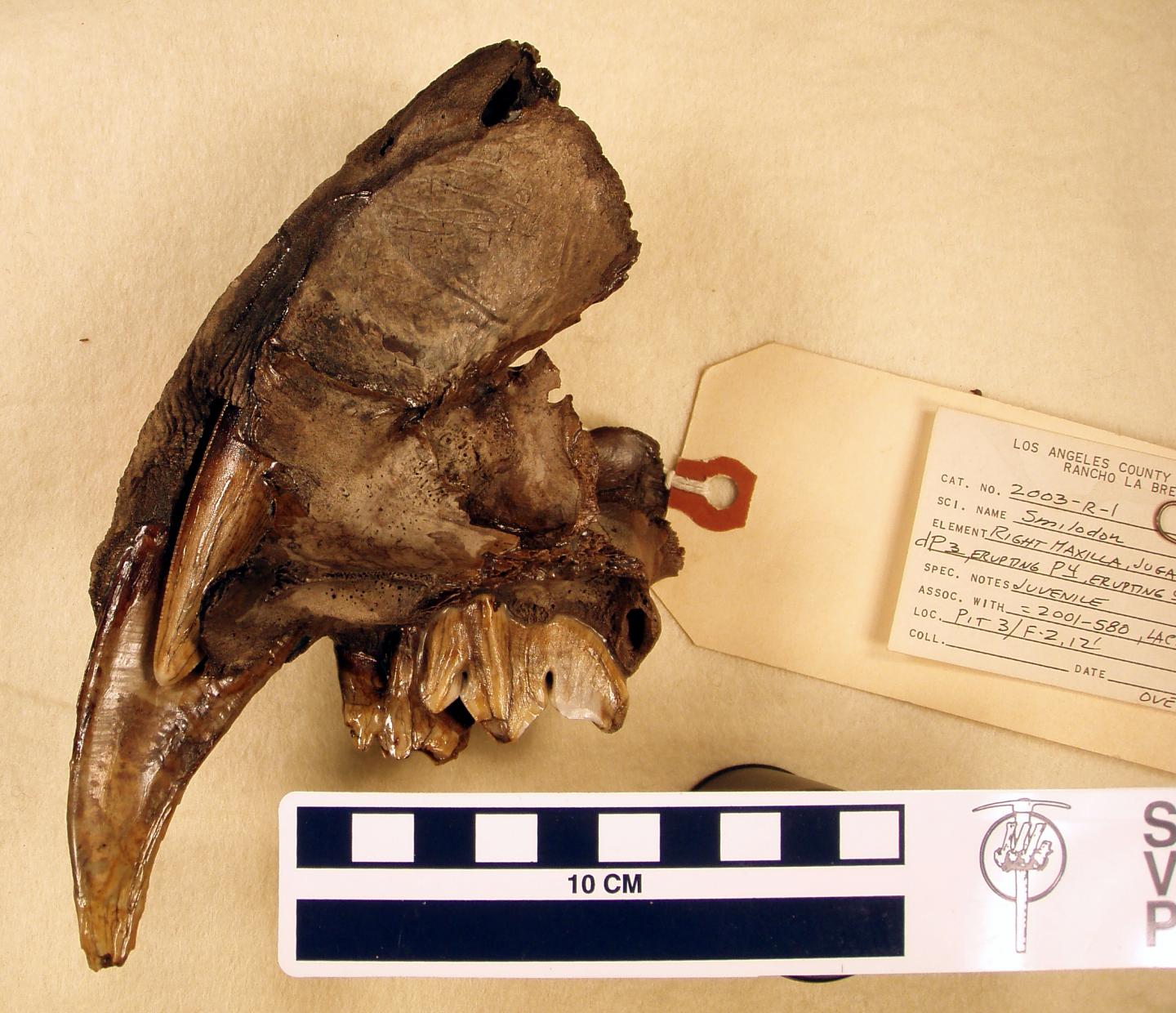 Baby Saber Tooth [IMAGE] | EurekAlert! Science News Releases