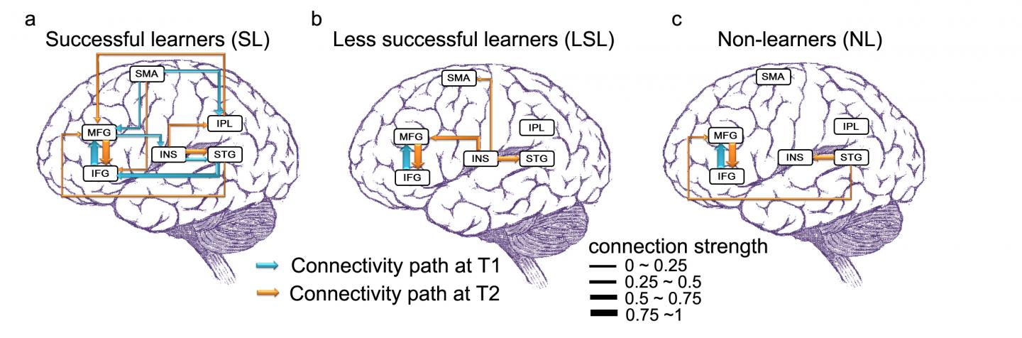 3 Brains [IMAGE] | EurekAlert! Science News Releases
