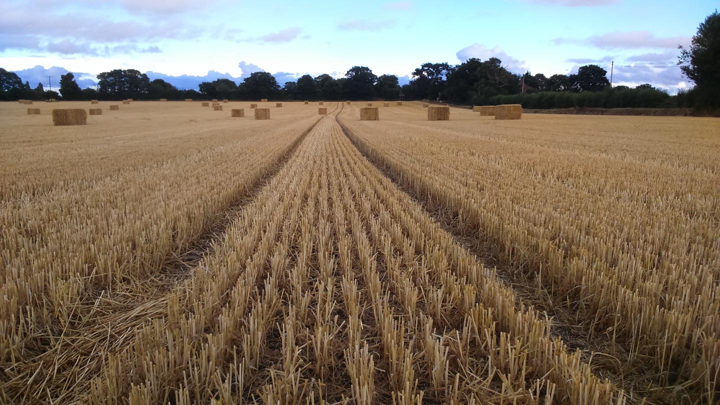 Field [IMAGE] | EurekAlert! Science News Releases