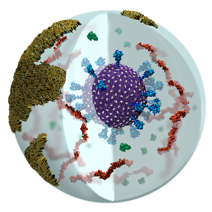 Aerosolized SARS-CoV-2 Particl [IMAGE] | EurekAlert! Science News Releases