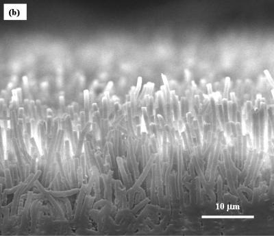Gripping Microfiber [IMAGE] | EurekAlert! Science News Releases