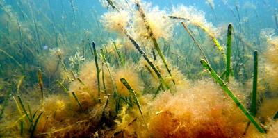 Seagrass Biodiversity [IMAGE] | EurekAlert! Science News Releases