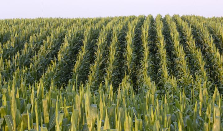 Corn Field [IMAGE] | EurekAlert! Science News Releases