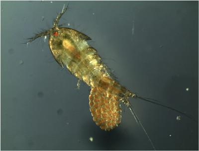 Tidepool Copepod [IMAGE] | EurekAlert! Science News Releases