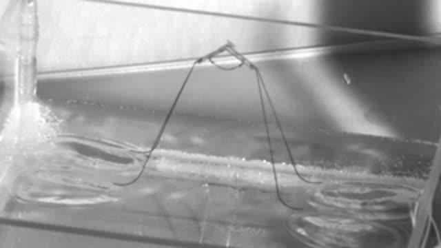Bio-inspired Robots Jump on Water (6 of 6) | EurekAlert!