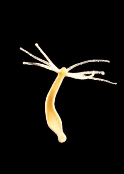 Nanosecond-scale release of stinging jellyfis | EurekAlert!