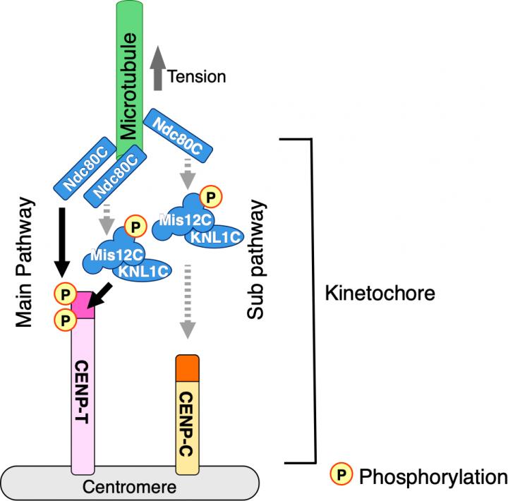 Kinetochore [IMAGE] | EurekAlert! Science News Releases