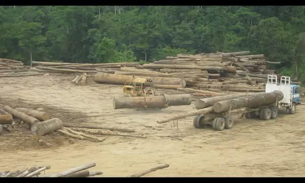 In Some Tropical Countries, Deforestation Dri | EurekAlert!