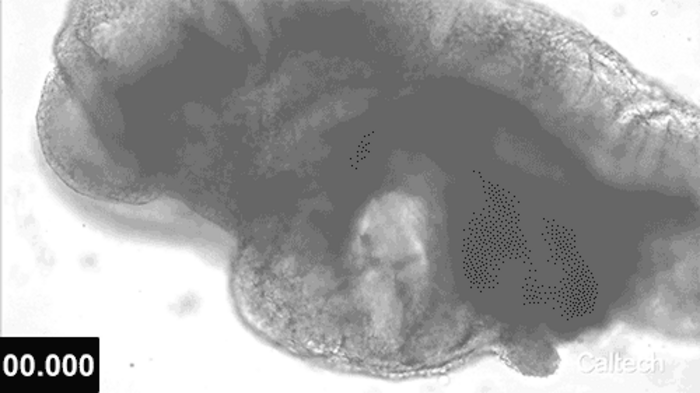 Video showing beating movement [IMAGE] | EurekAlert! Science News Releases