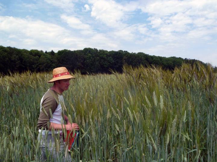 Emmer Field [IMAGE] | EurekAlert! Science News Releases