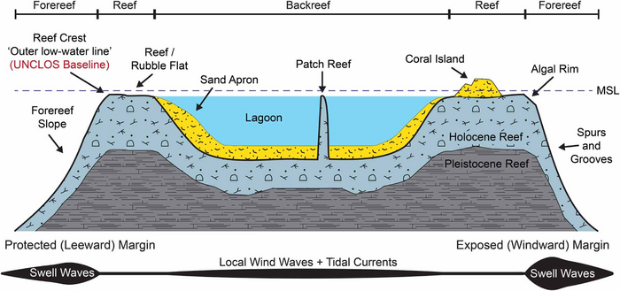 Cross-section of coral reef ge [IMAGE] | EurekAlert! Science News Releases
