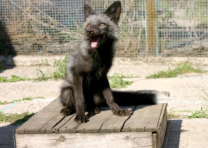 Tame Foxes [IMAGE] | EurekAlert! Science News Releases