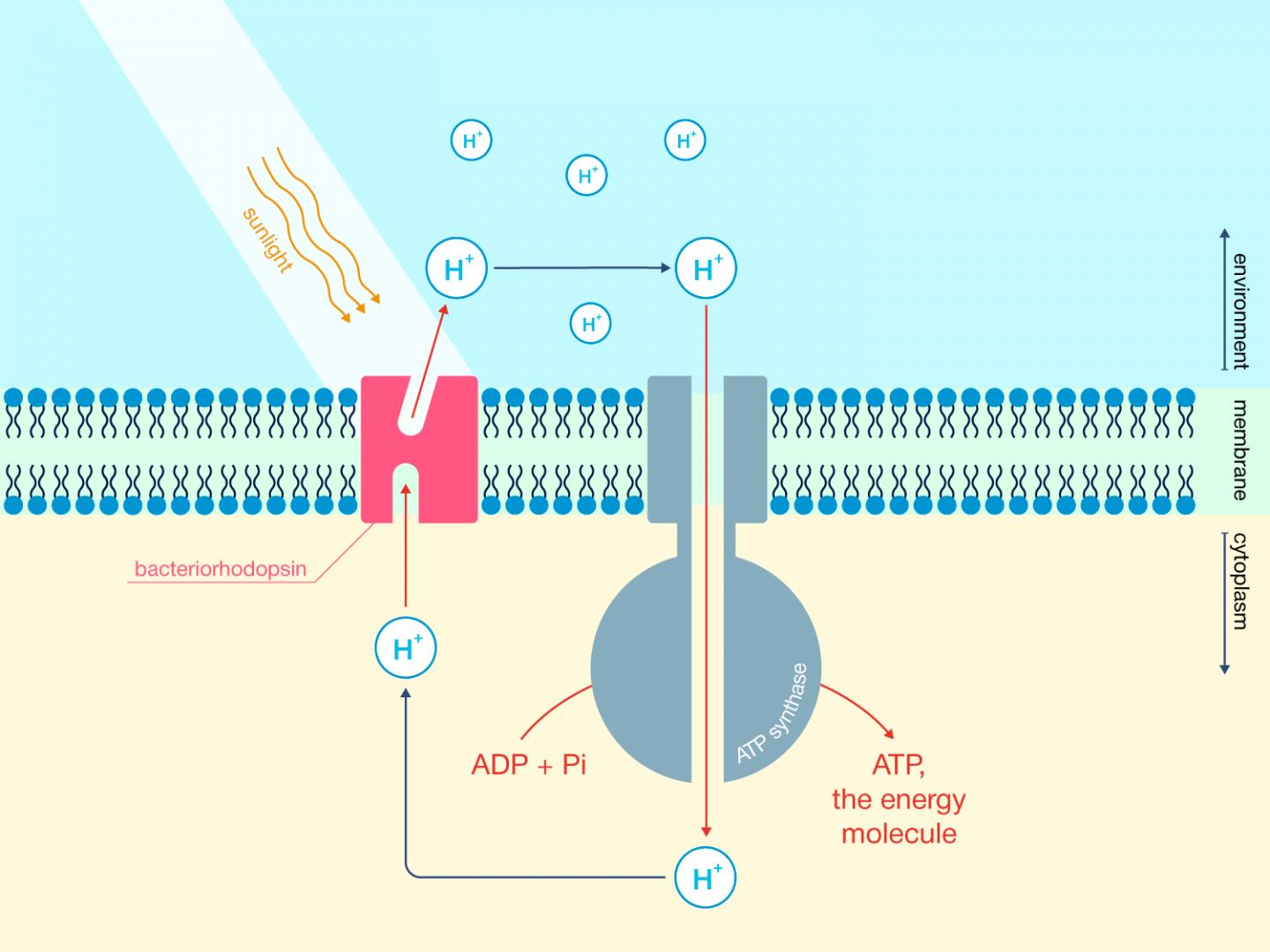 Fig. 1 [IMAGE] | EurekAlert! Science News Releases