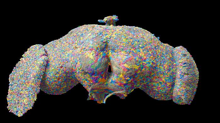 3D rendering of all ~140k neur [IMAGE] | EurekAlert! Science News Releases