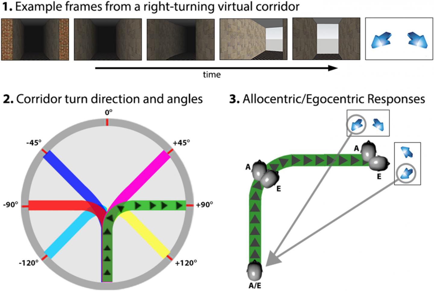 How spatial navigation correlates with langua | EurekAlert!