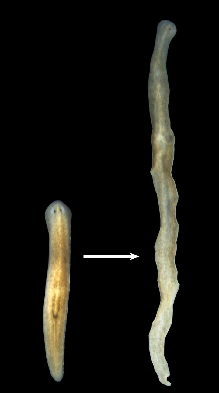 Petersen -- Flatworm Compariso [IMAGE] | EurekAlert! Science News Releases