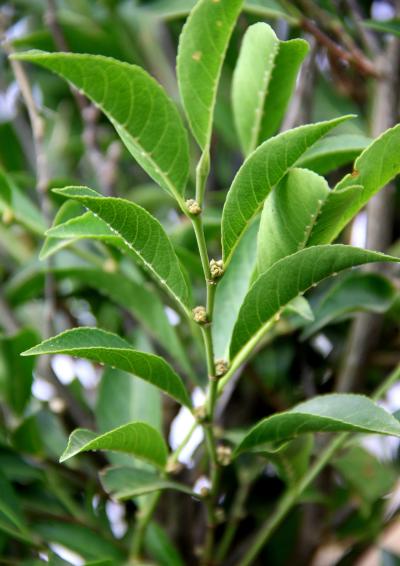 New Species Of Metal eating Plant Discovered EurekAlert 
