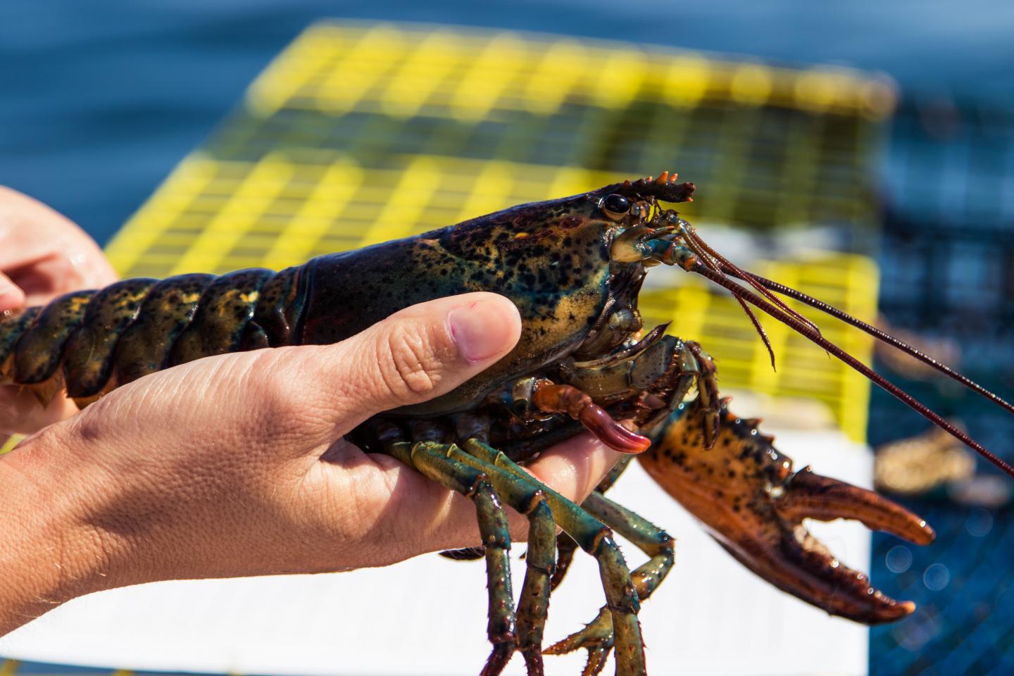 American Lobster ( Homarus a [IMAGE] | EurekAlert! Science News Releases