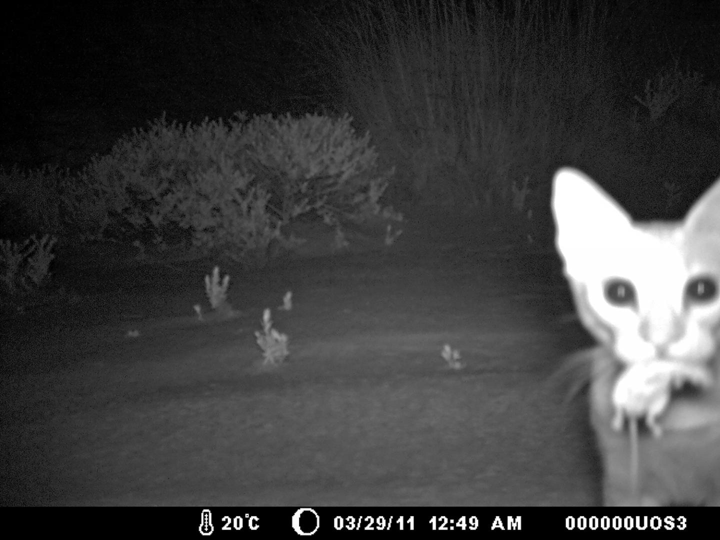 Cat Camera Trap [IMAGE] | EurekAlert! Science News Releases