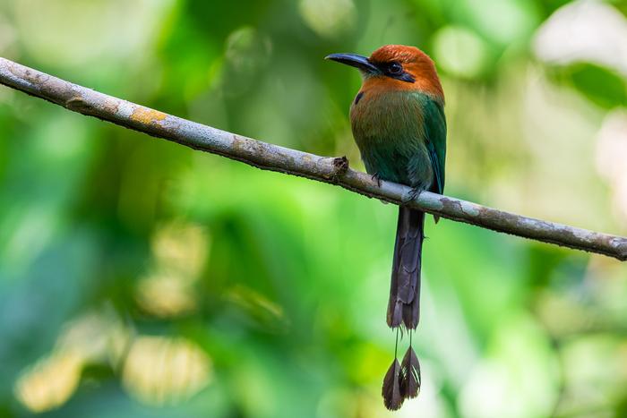 Motmot [IMAGE] | EurekAlert! Science News Releases