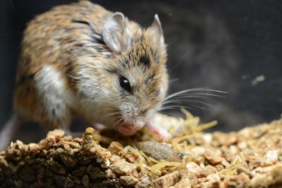 The Mice that Evolved to Resist Pain (2 of 9) | EurekAlert!