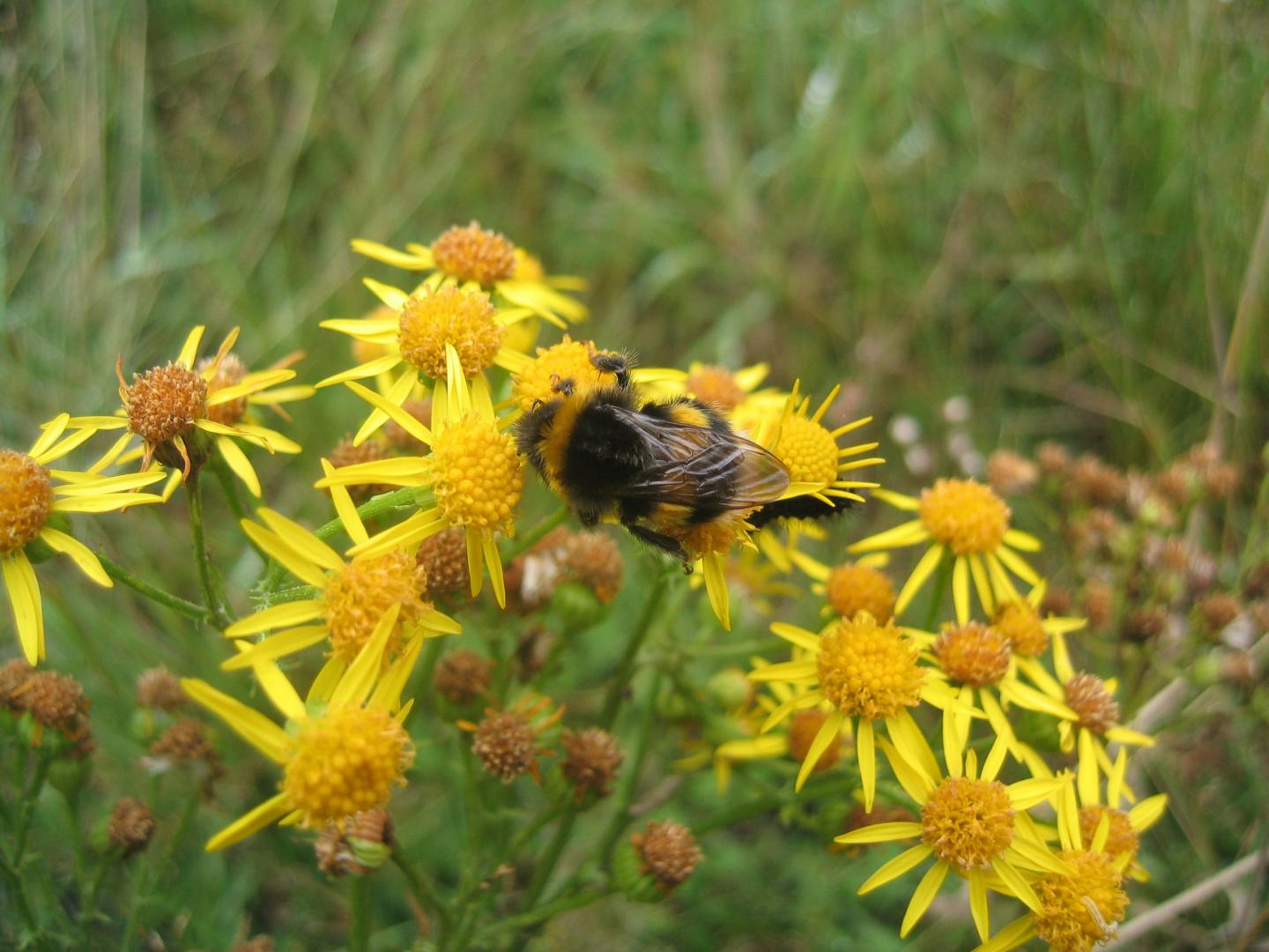 Climate Change: Compressing the Bumblebee Hom | EurekAlert!