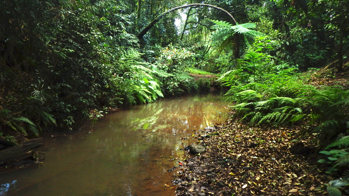 Rainforest creek in tropical A [IMAGE] | EurekAlert! Science News Releases