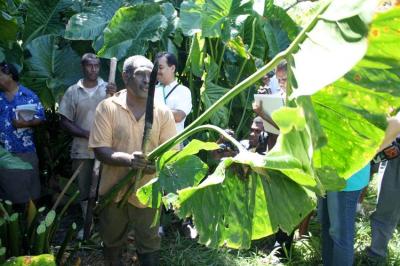 Efforts underway to rescue vulnerable bananas | EurekAlert!