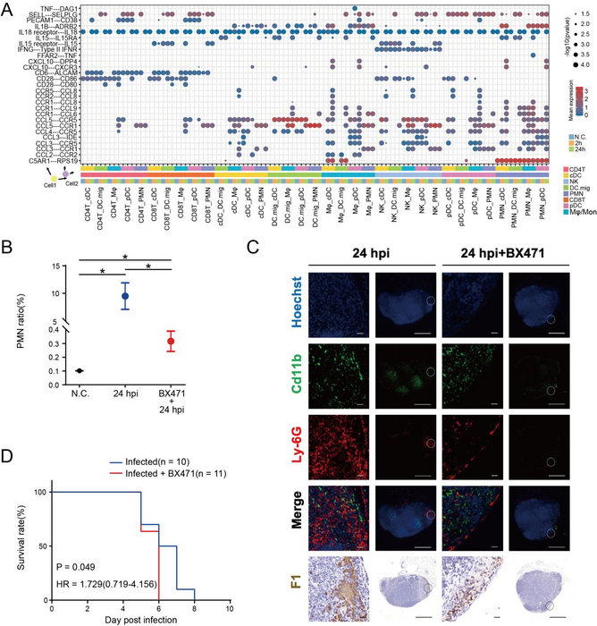 Cell-to-cell interactions of I [IMAGE] | EurekAlert! Science News Releases