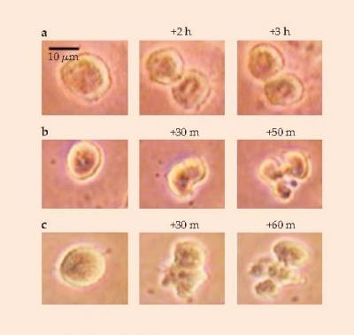 Electric Fields Slow Cell Divi [IMAGE] | EurekAlert! Science News Releases
