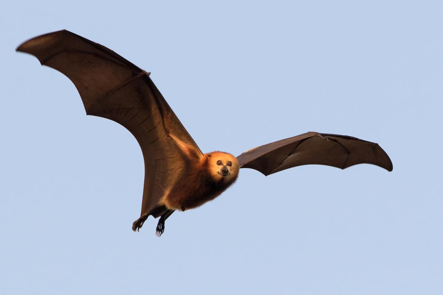 Protecting Island Flying Foxes in the Face of | EurekAlert!