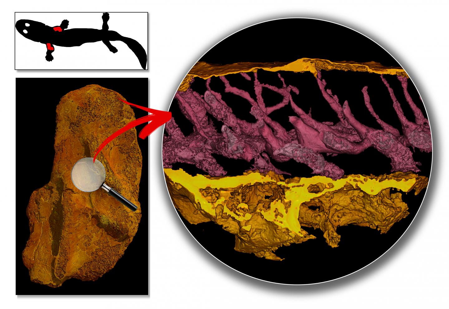 High-Resolution Synchrotron X- [IMAGE] | EurekAlert! Science News Releases