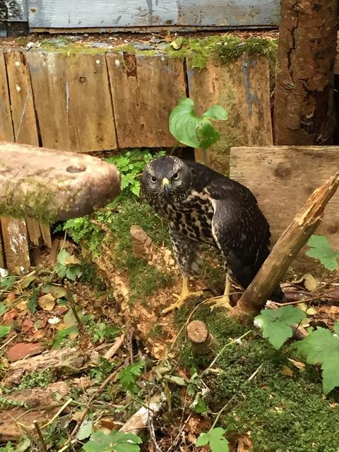 Injured Juvenile Goshawk [IMAGE] | EurekAlert! Science News Releases