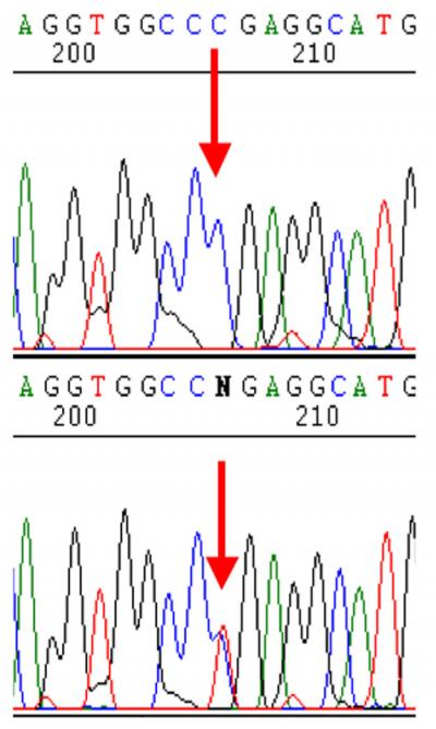 Cleft FGF Image [IMAGE] | EurekAlert! Science News Releases