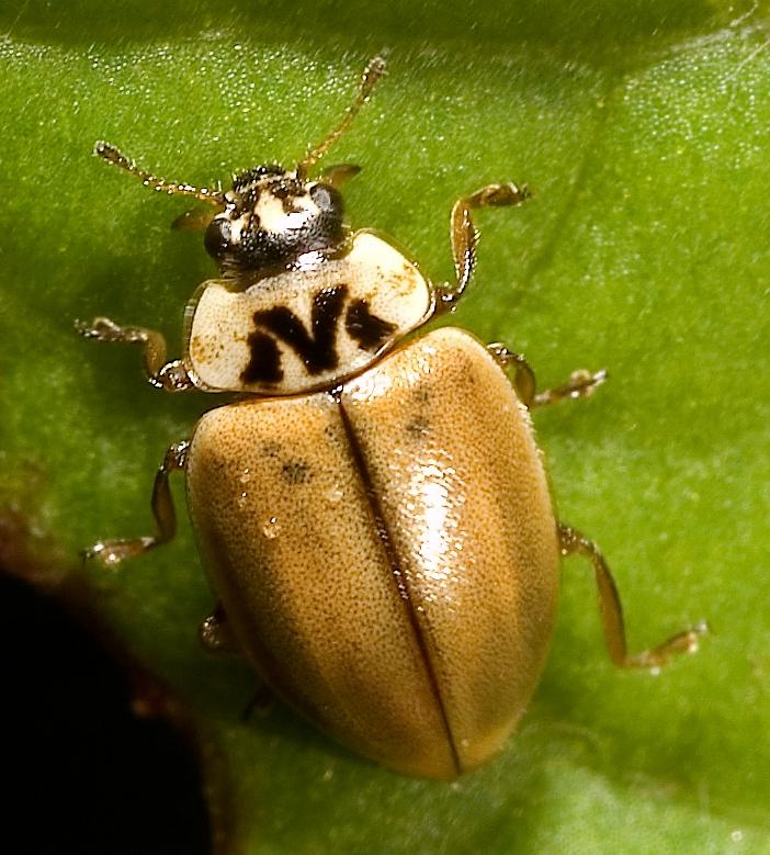 Larch Ladybird [IMAGE] | EurekAlert! Science News Releases