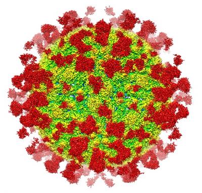 Structure of ZIKV in Complex w [IMAGE] | EurekAlert! Science News Releases