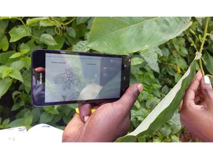 Field Testing of the App (1 of [IMAGE] | EurekAlert! Science News Releases