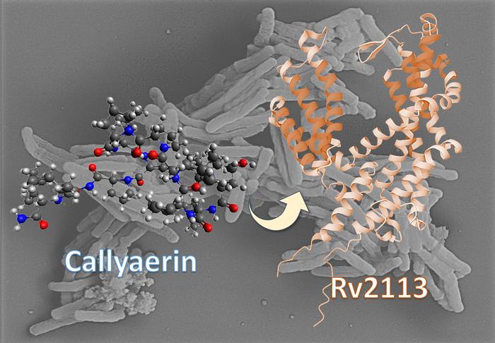 Target structure [IMAGE] | EurekAlert! Science News Releases