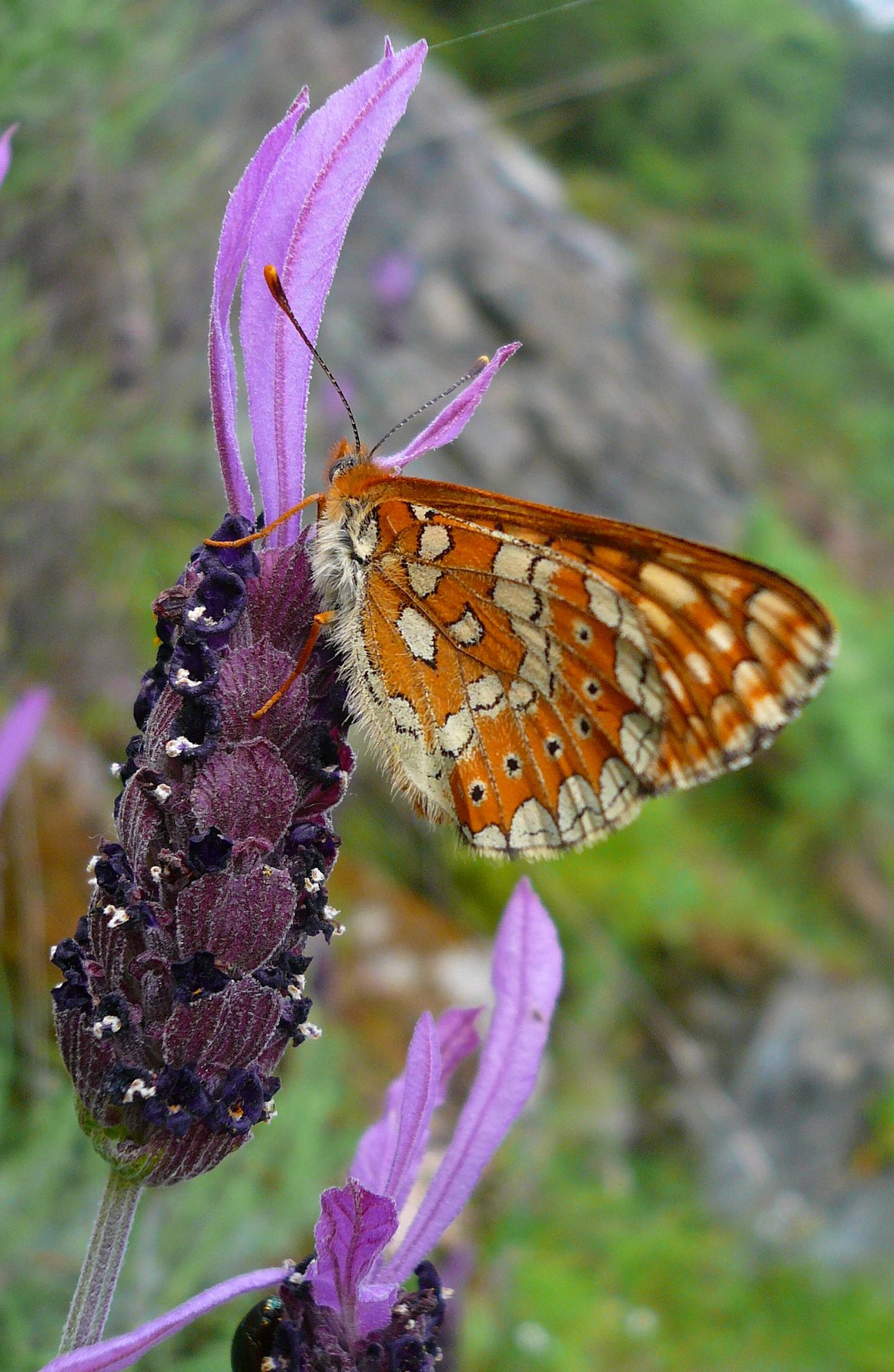 Butterfly visiting a flower [IMAGE] | EurekAlert! Science News Releases